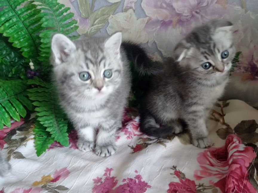 Шотландские котята