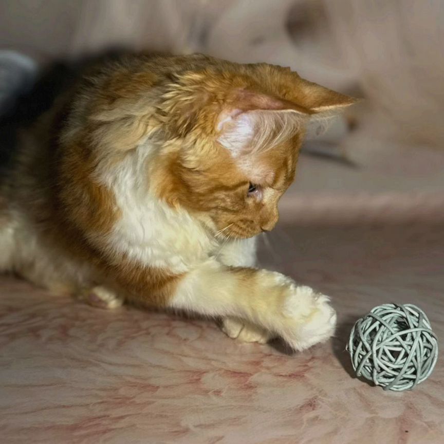 Красно-белый котёнок кун