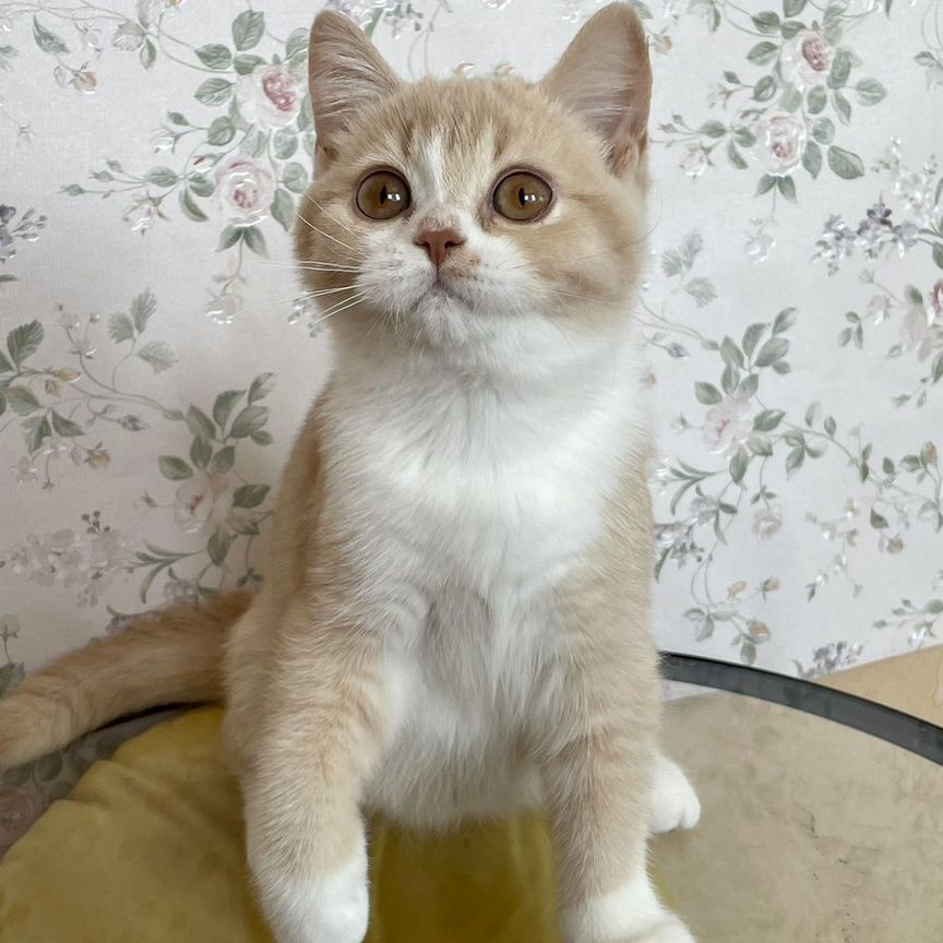 Британская кошка