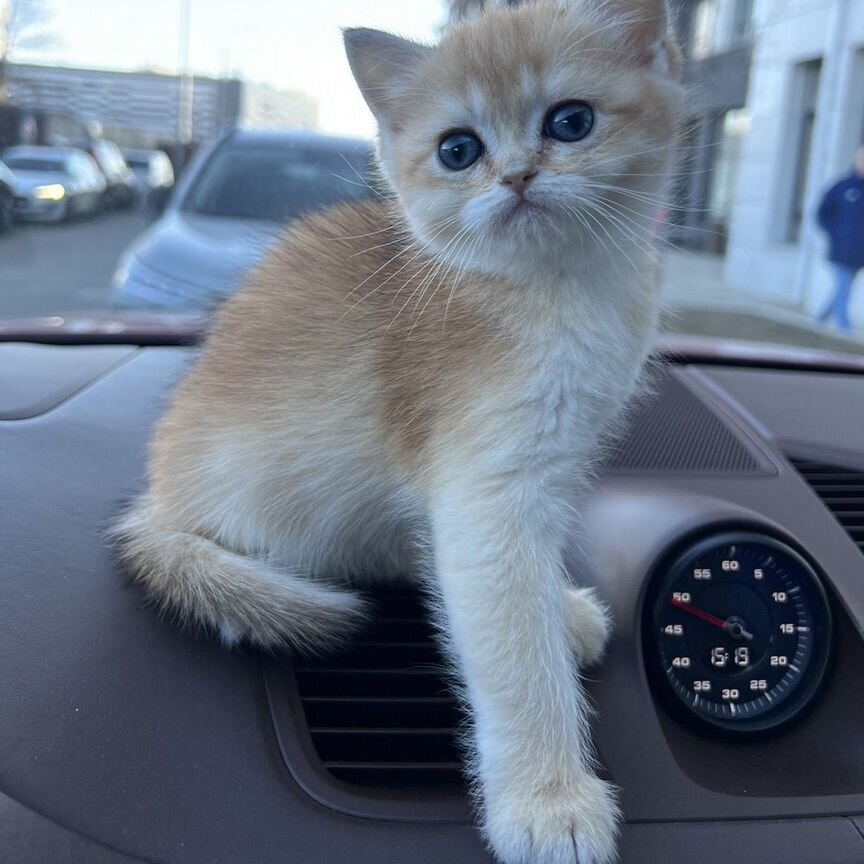 Золото шиншилла