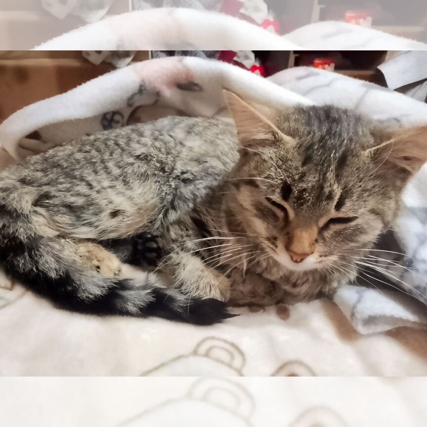 Кошка(котенок бесплатно в добрые руки