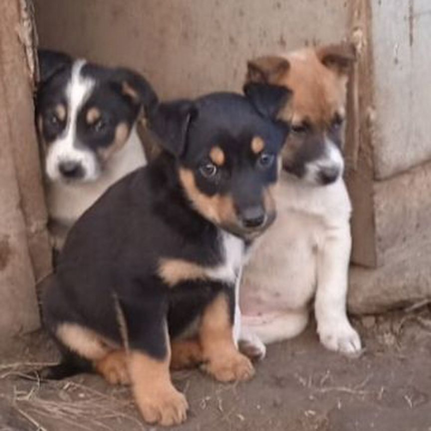 Щеночки 2 месяца с доставкой