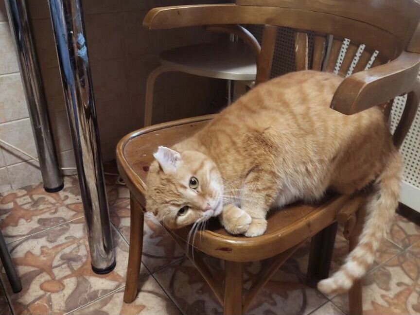 Котик рыжий Грозит усыпление