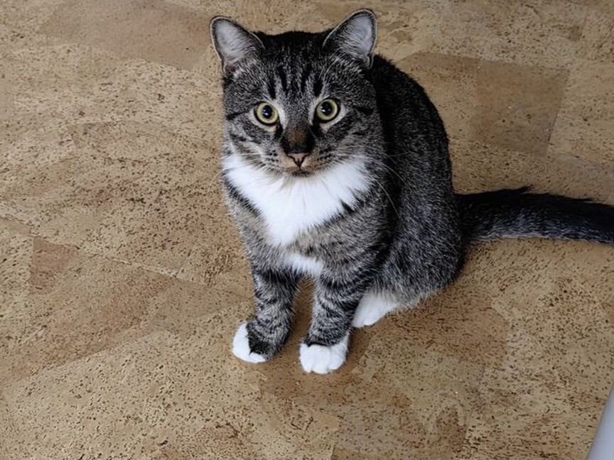 Котенок