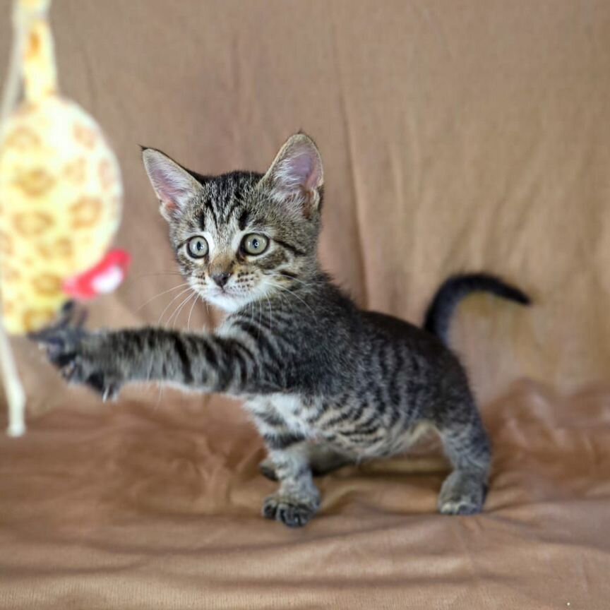 Котята малыши