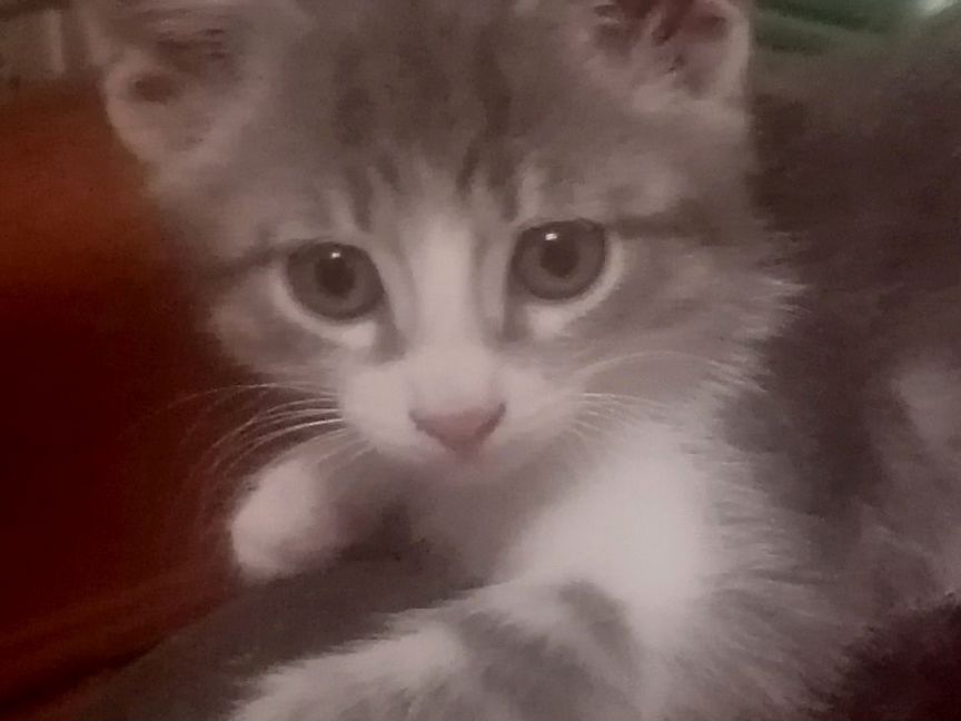 Котята отдаю в добрые руки