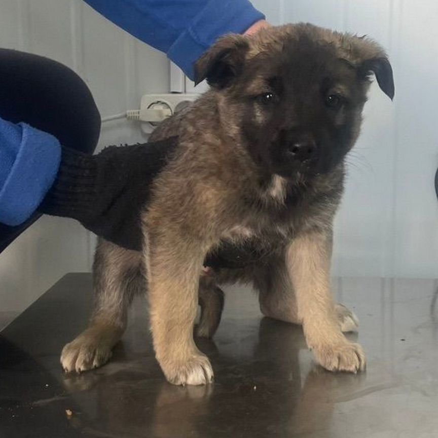 Щенок в добрые руки