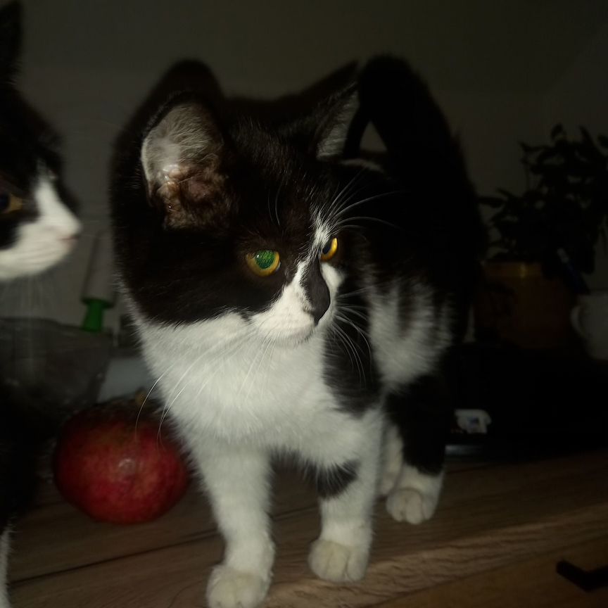 Котята 6 месяцев (девочки)