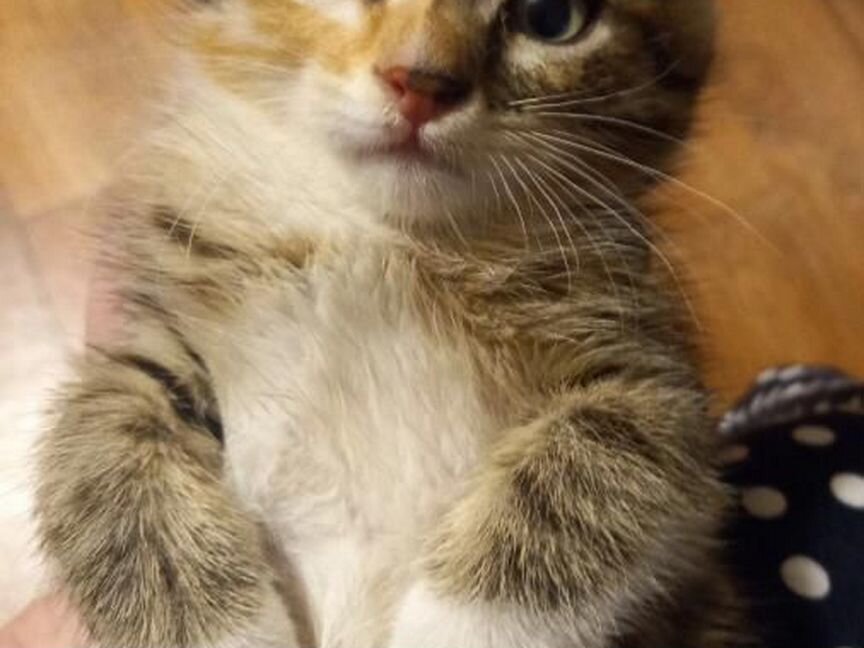 Котенок Зайка ищет дом