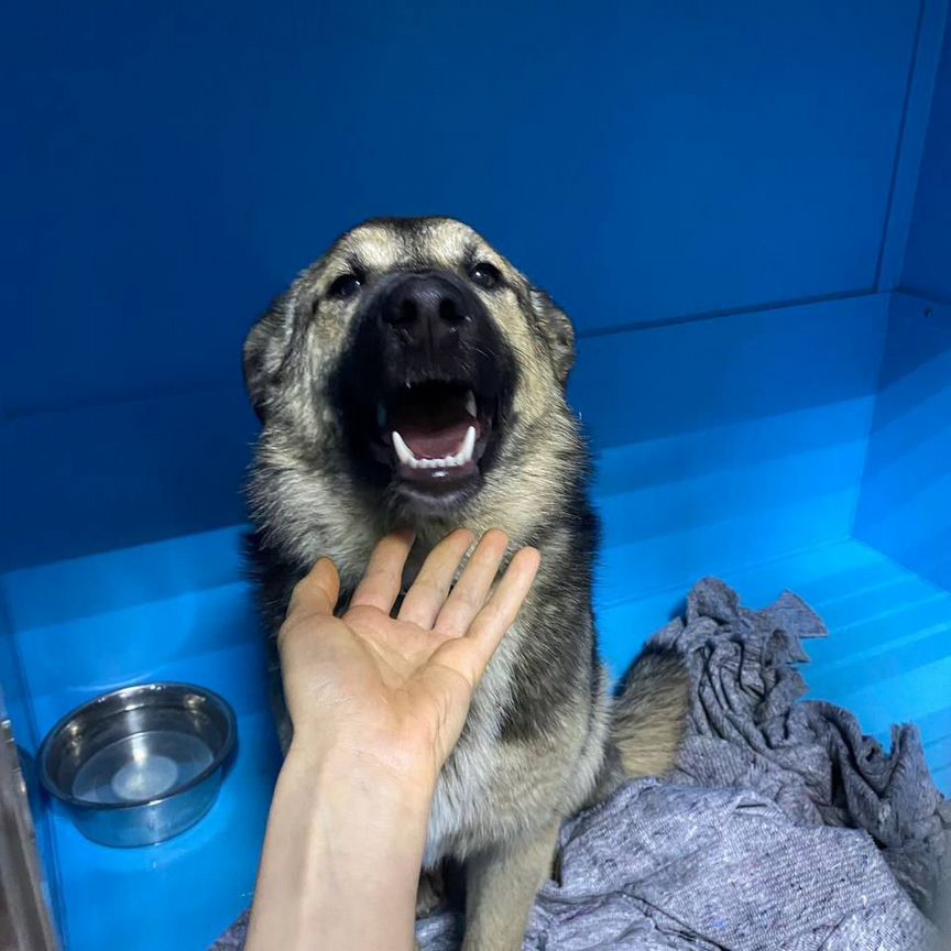 Коко,щенок,нельзя такую добрую на улицу, ищем дом