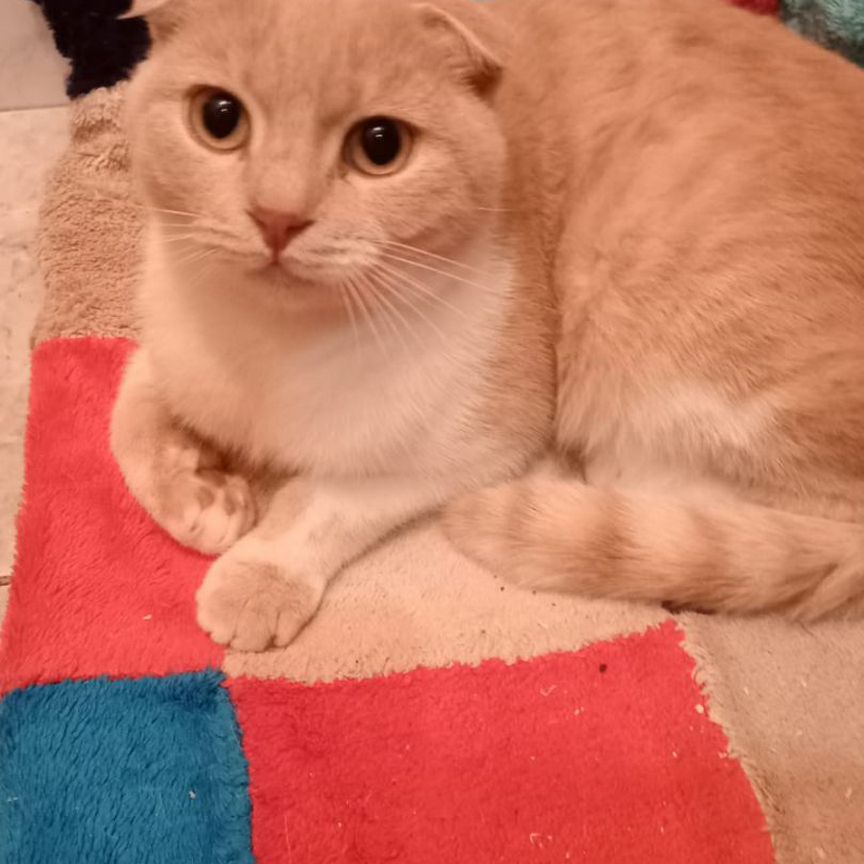 Котик ищет дом