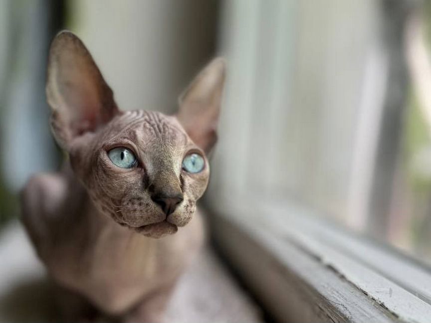 Котята канадского сфинкса