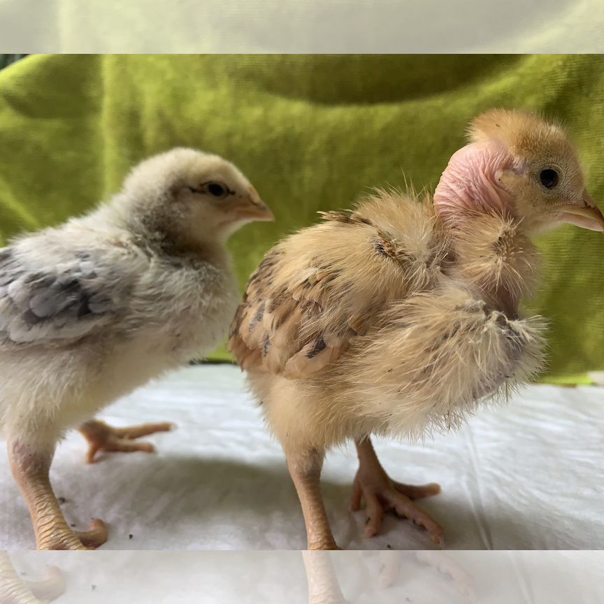 Цыплята цветного бройлера