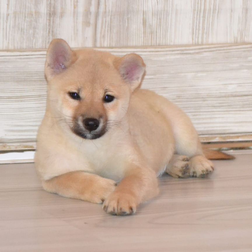 Девочка Сиба ину