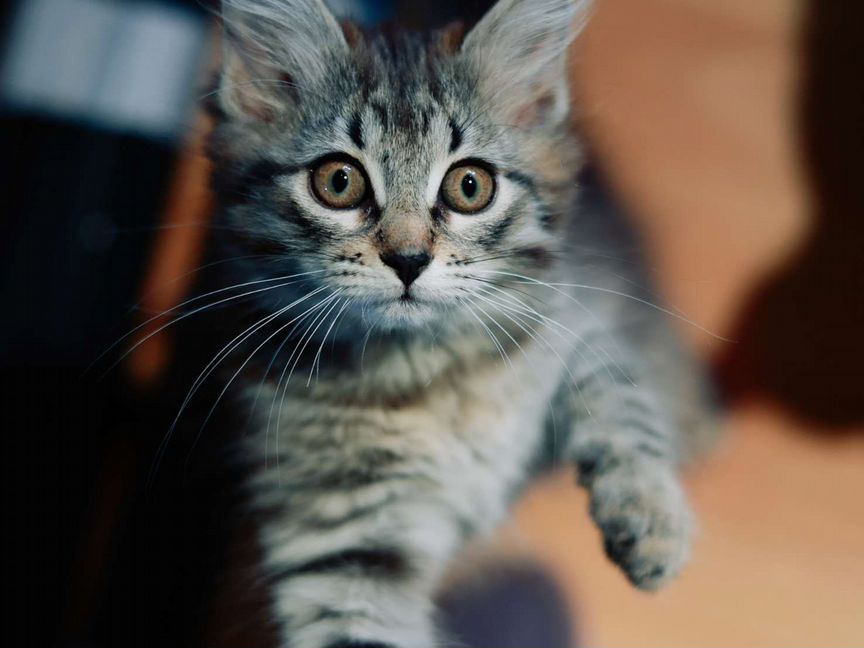 Пушистый котёнок рыська ищет дом