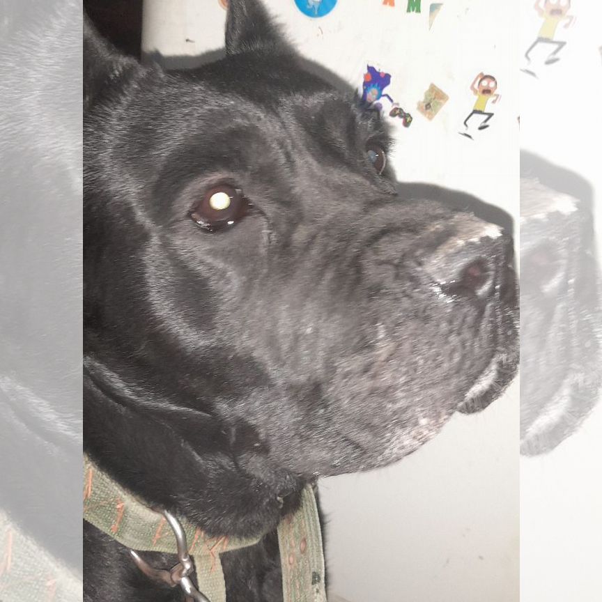 Щенок смесь кане корсо