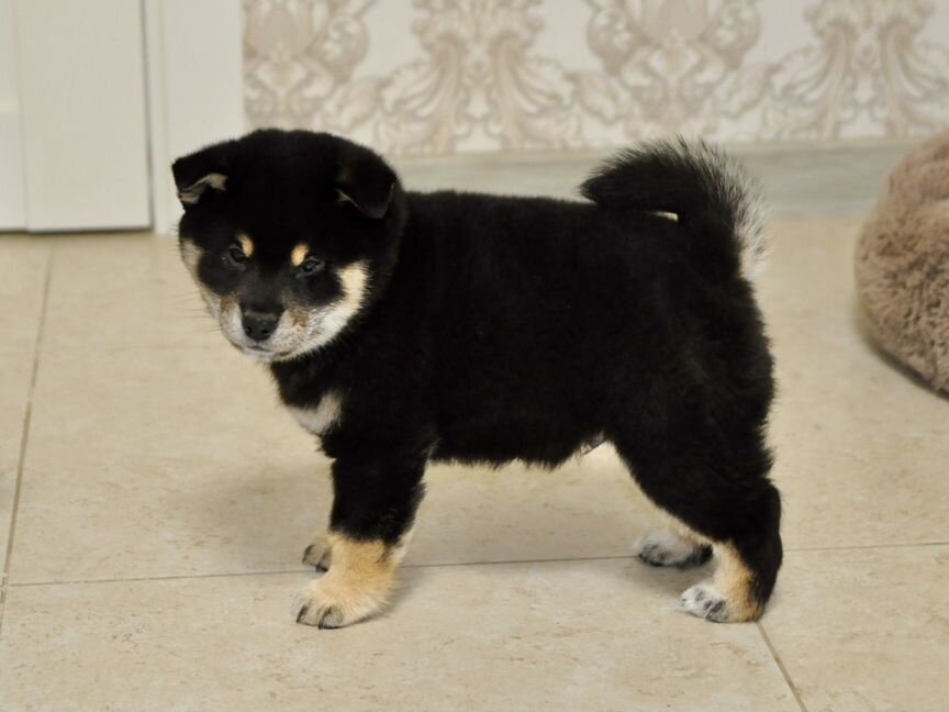 Сиба-ину черно-подпалый