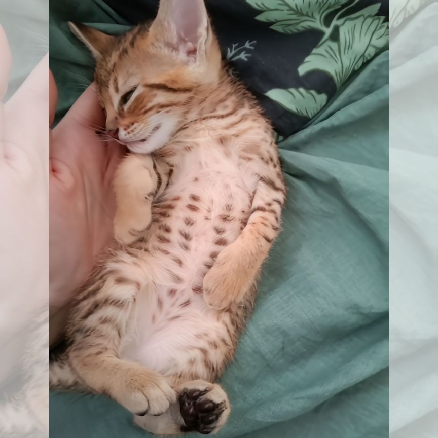 Абиссинский котёнок