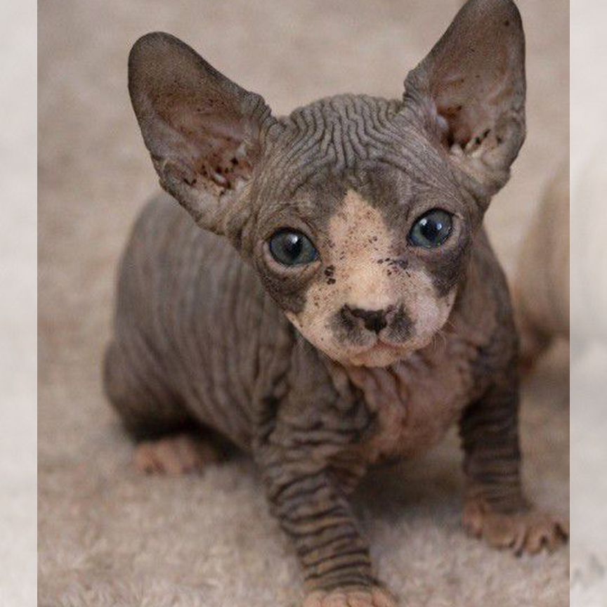 Канадский сфинкс котёнок