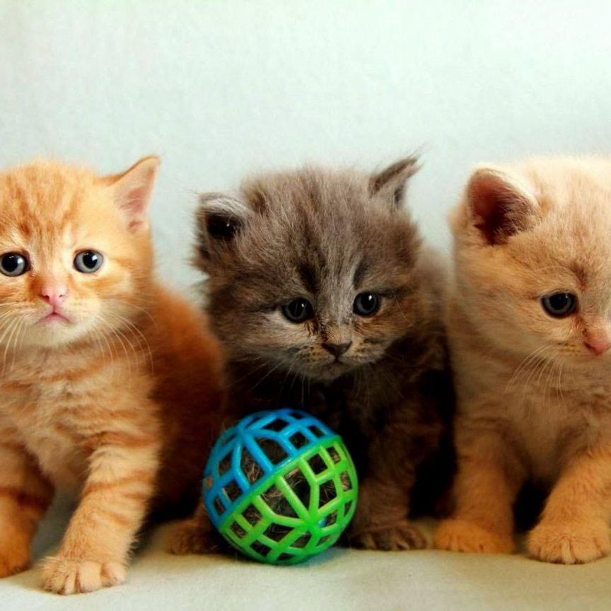 Шотландские котята