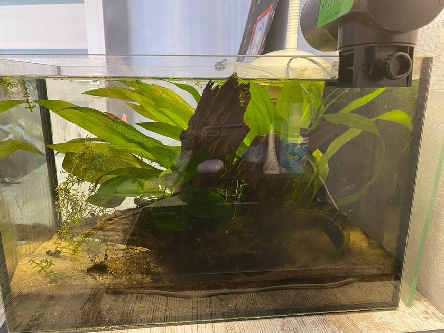 Готовый аквариум креветочник 20х40см 20 литров