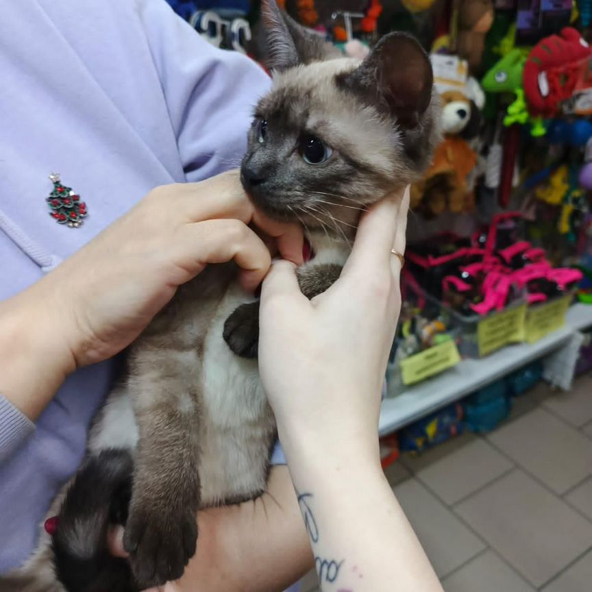Котенок помесь с Сиамской (девочка, 5мес.)