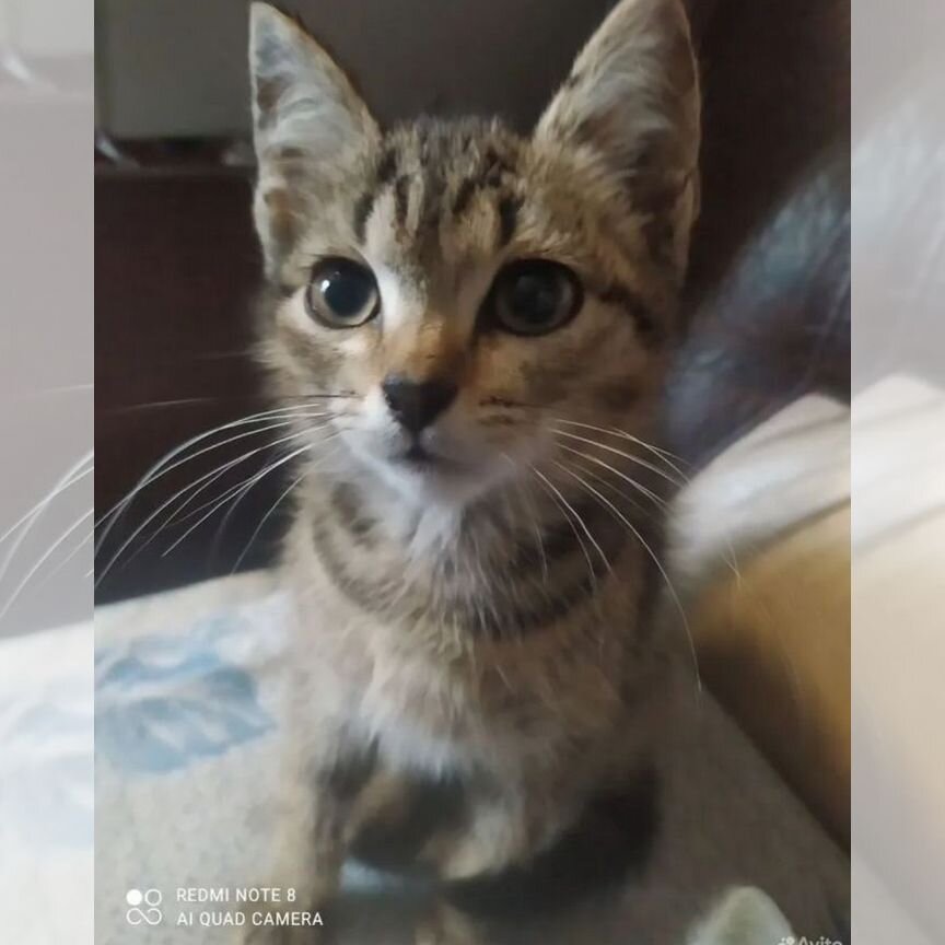 Котята в добрые руки приучены к лотку
