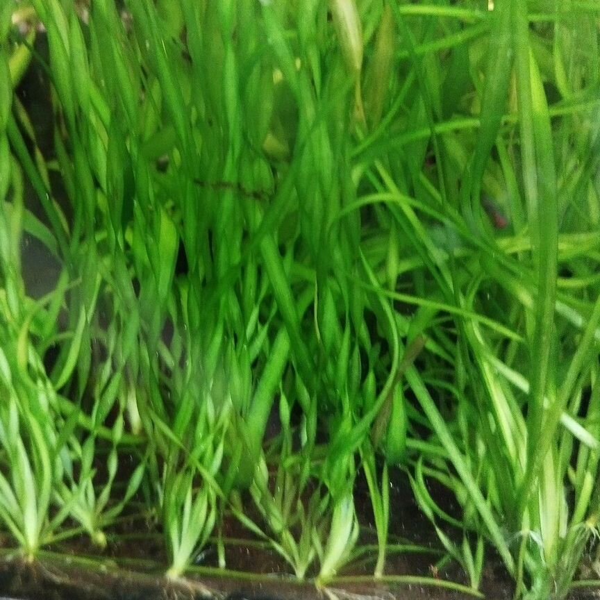 Аквариумное растение Валлиснерия