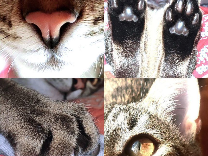 Кошка-компаньон., 11 месяцев