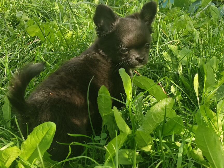 Щенки чихуахуа мальчик