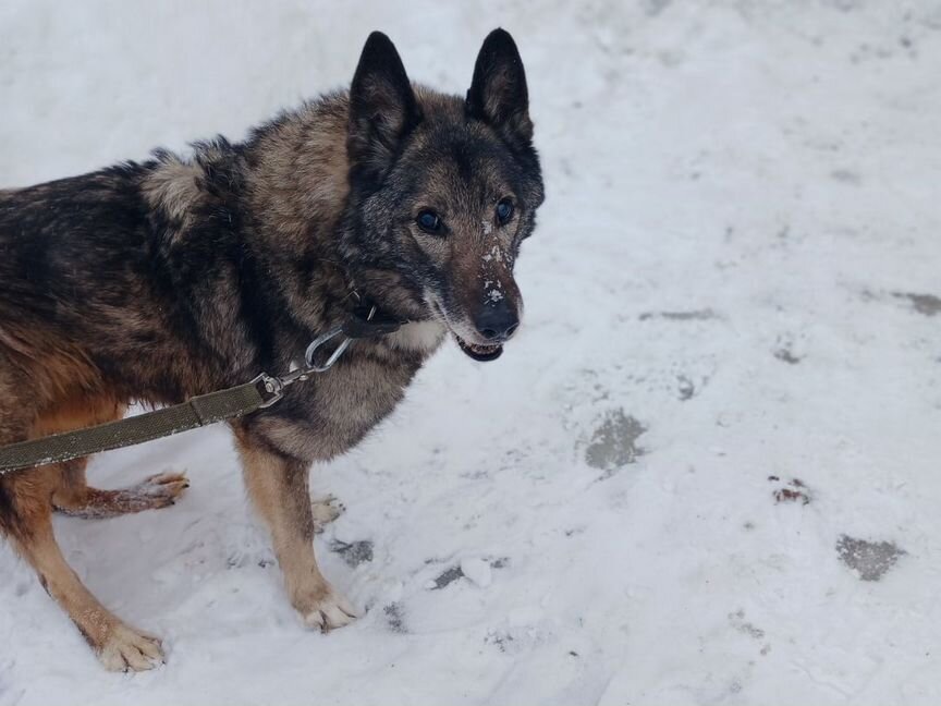 Волчок всю жизнь провел в приюте