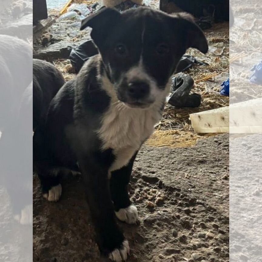 Щенок в добрые руки