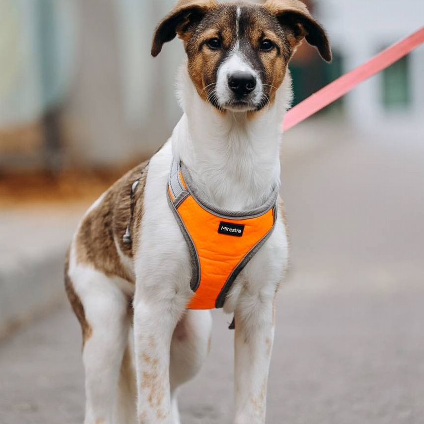 Щенок в добрые руки бесплатно