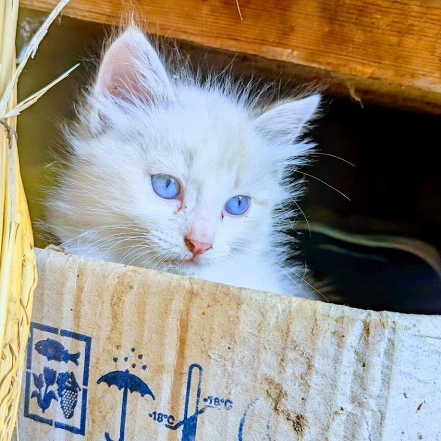 Отдам красивых котят от ловчей кошки