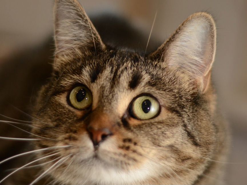 Кошка Пончита 3 года