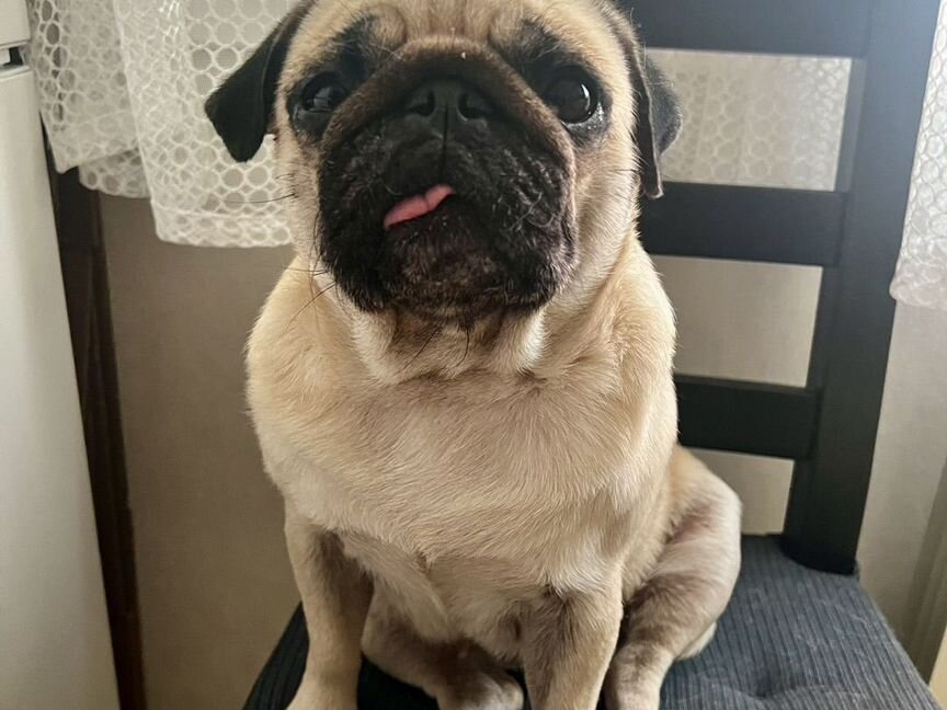 Мопс