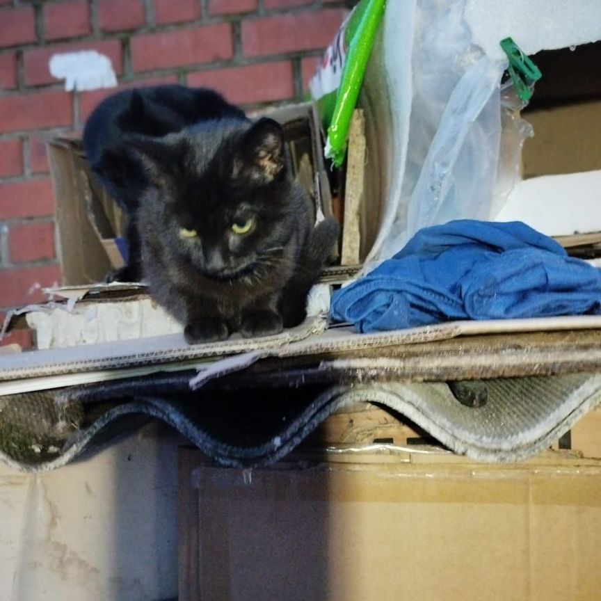 Котенка выбросили