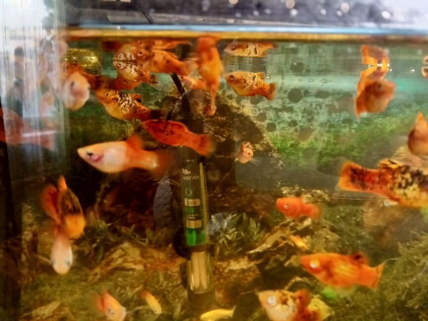 Рыбки пецилии или моллинезии