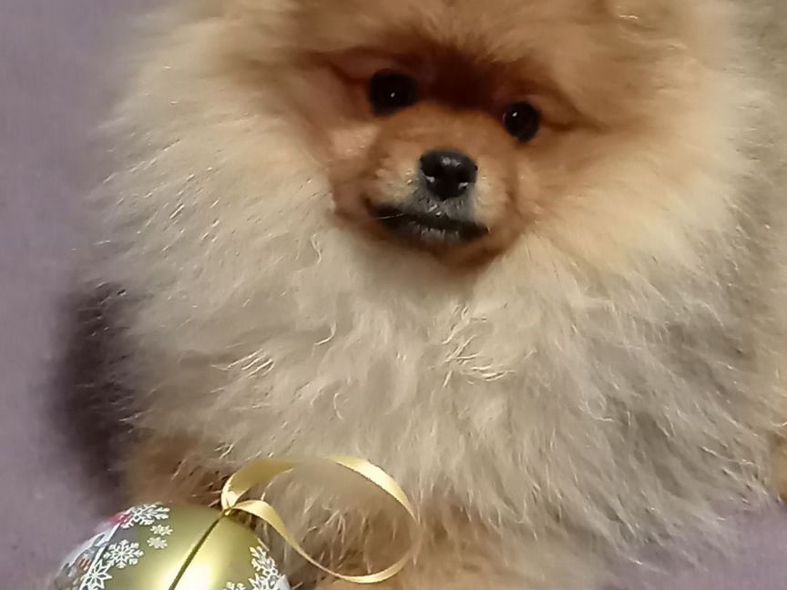 Щенок шпица