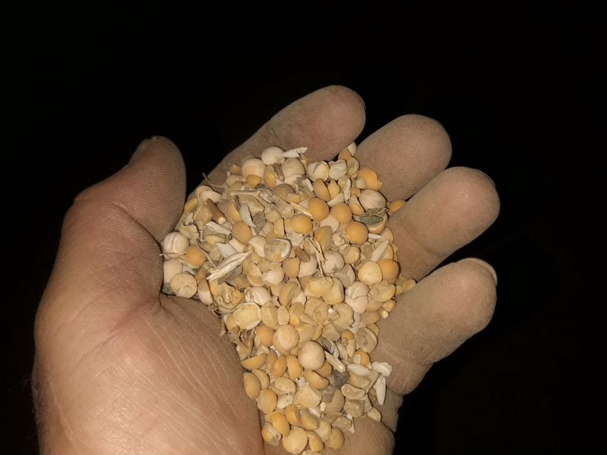 Сечка гороха