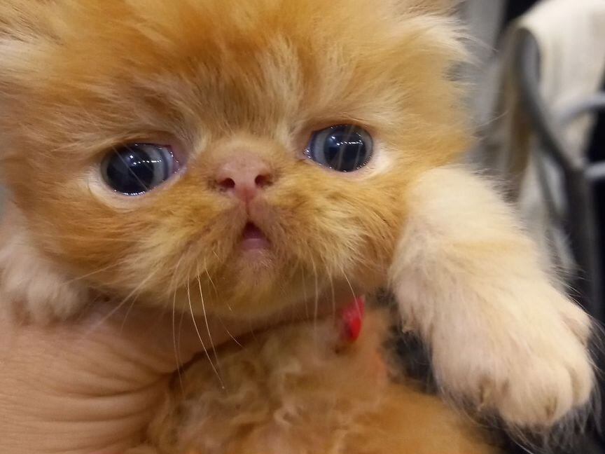 Персидская принцесса 1,5 мес