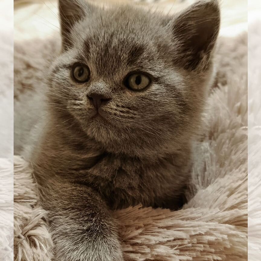 Британский короткошёрстный котёнок