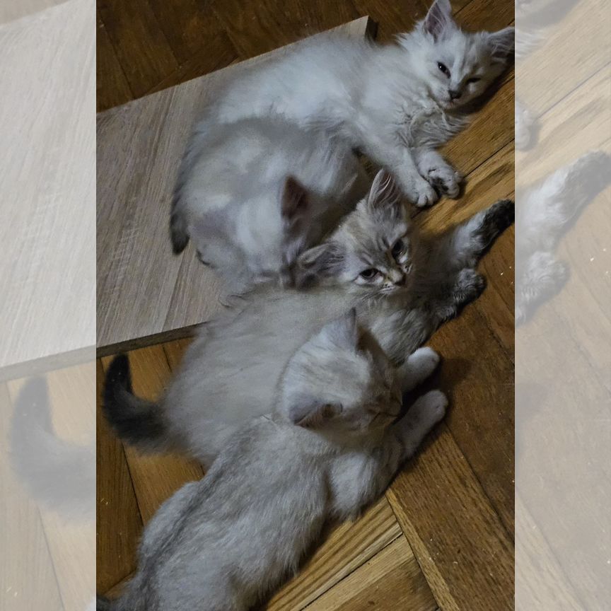 Тайский котёнок