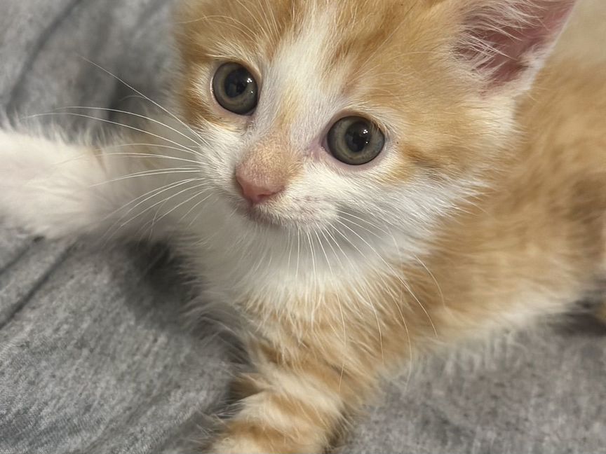 Рыжий котик
