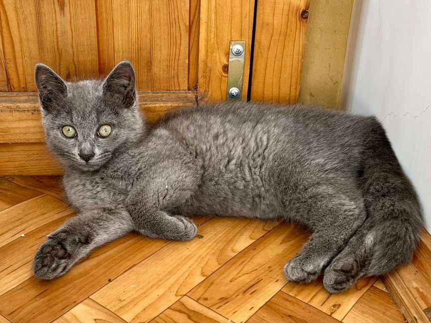 Русская голубая малышка Сьюзи 3 мес