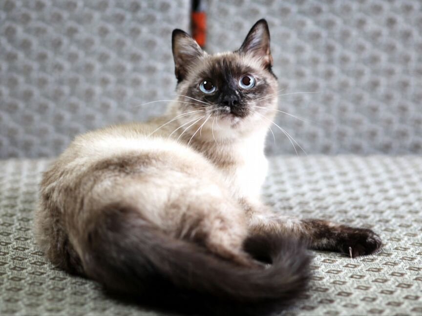 Голубоглазый подросток в добрые руки (см. видео)