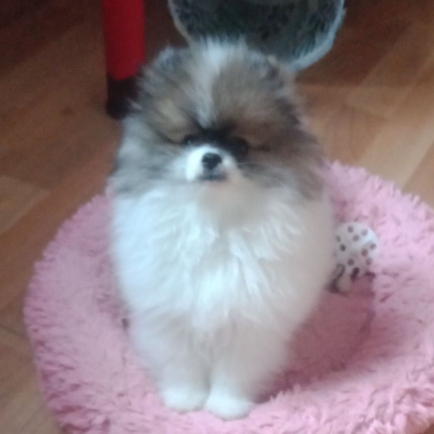 Померанский шпиц медвежьего типа