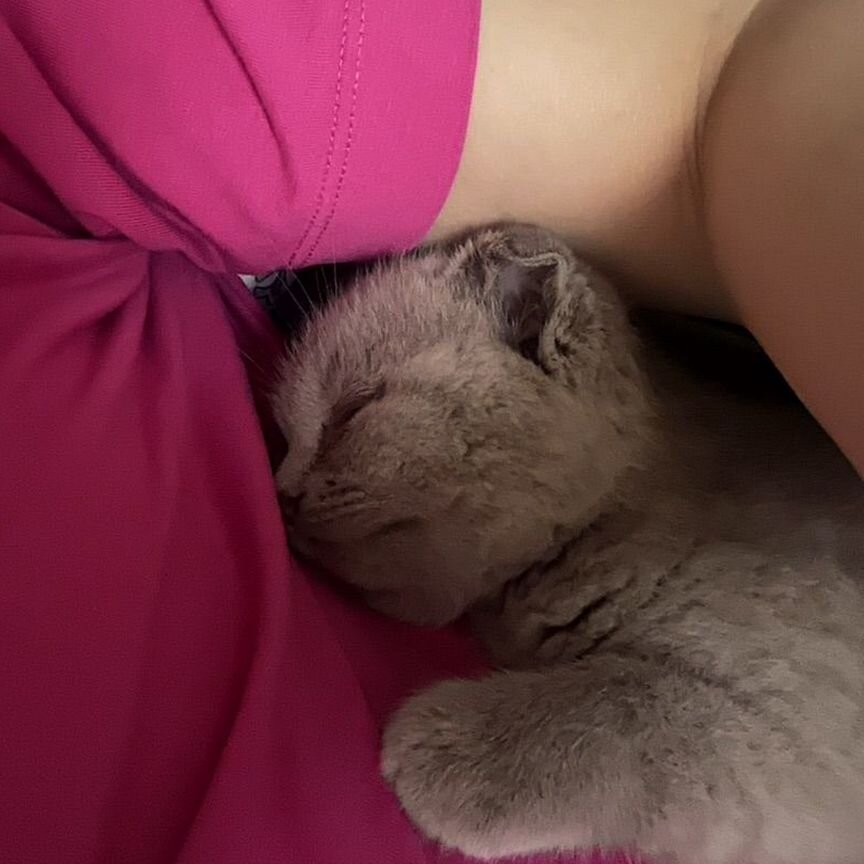 Шотландские вислоухие котята серые