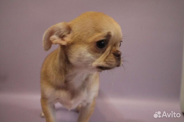 Чихуахуа девочка конфетка