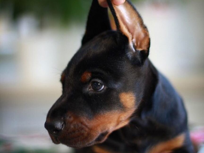 Щенки добермана в питомнике Версаль Манифик